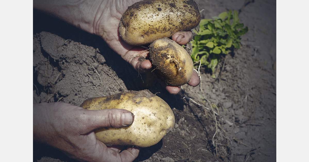 Ring Rot found in Polish potatoes prompts stricter UK checks