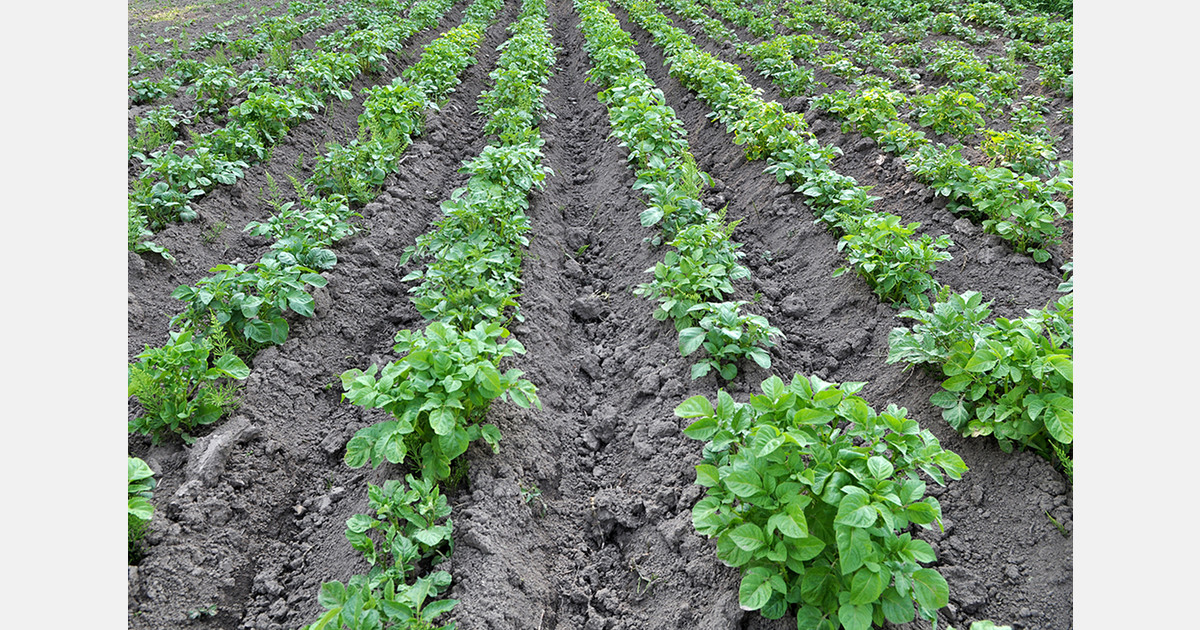 Northern Ireland potato fields remain unlifted after weather delays