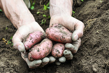 FAOSTAT 2024: Global potato production rises despite shrinking ...