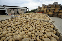 FAOSTAT 2024: Global potato production rises despite shrinking ...