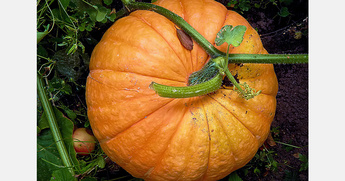 Apples early, pumpkins late in Northeast Wisconsin due to summer weather