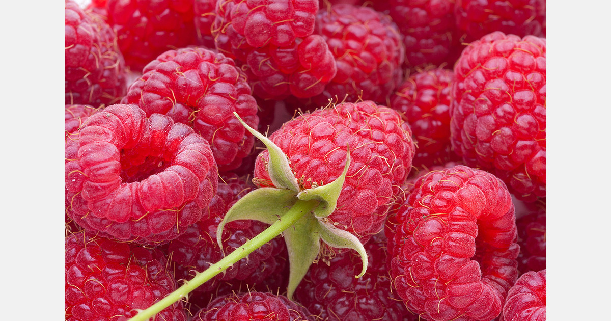 Ukrainian raspberry prices show unusual volatility in 2025 season