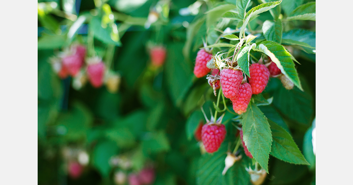 Ukrainian company plans to harvest 40 tons of raspberries this season
