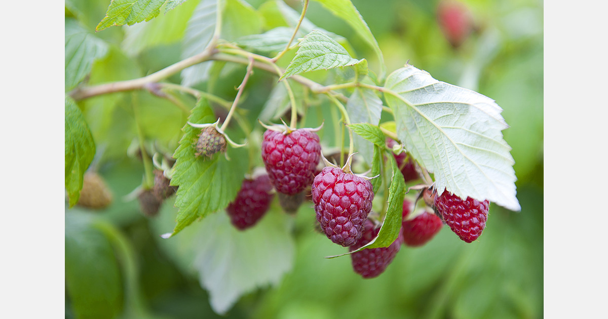 Raspberry production paused in Dnipropetrovsk as farmer adapts to ...
