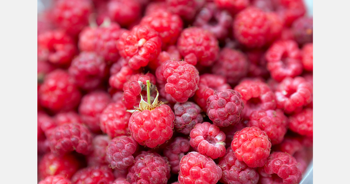 Morocco boosts fresh raspberry exports to the UK, setting new records