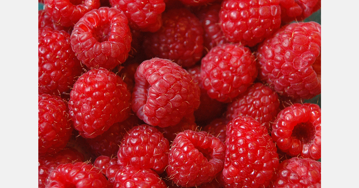 Spirits company launches raspberry rescue in Herefordshire