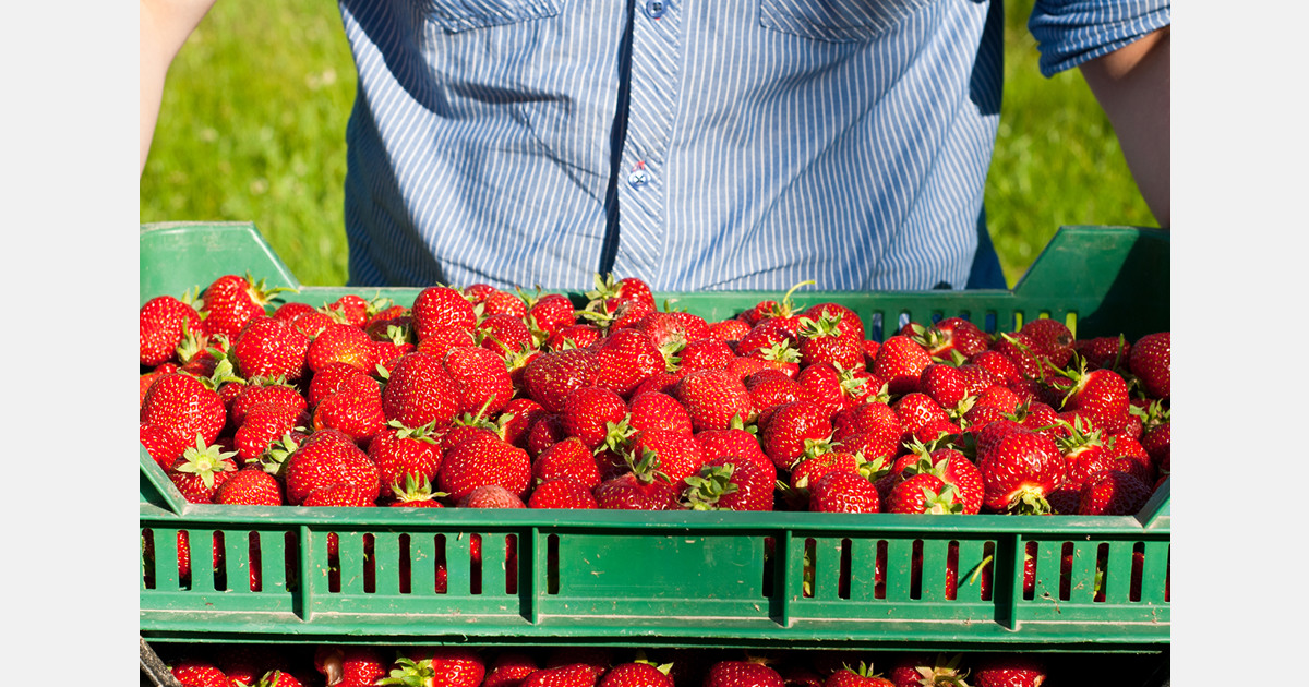 Strawberry prices have risen by almost 70% over the past decade