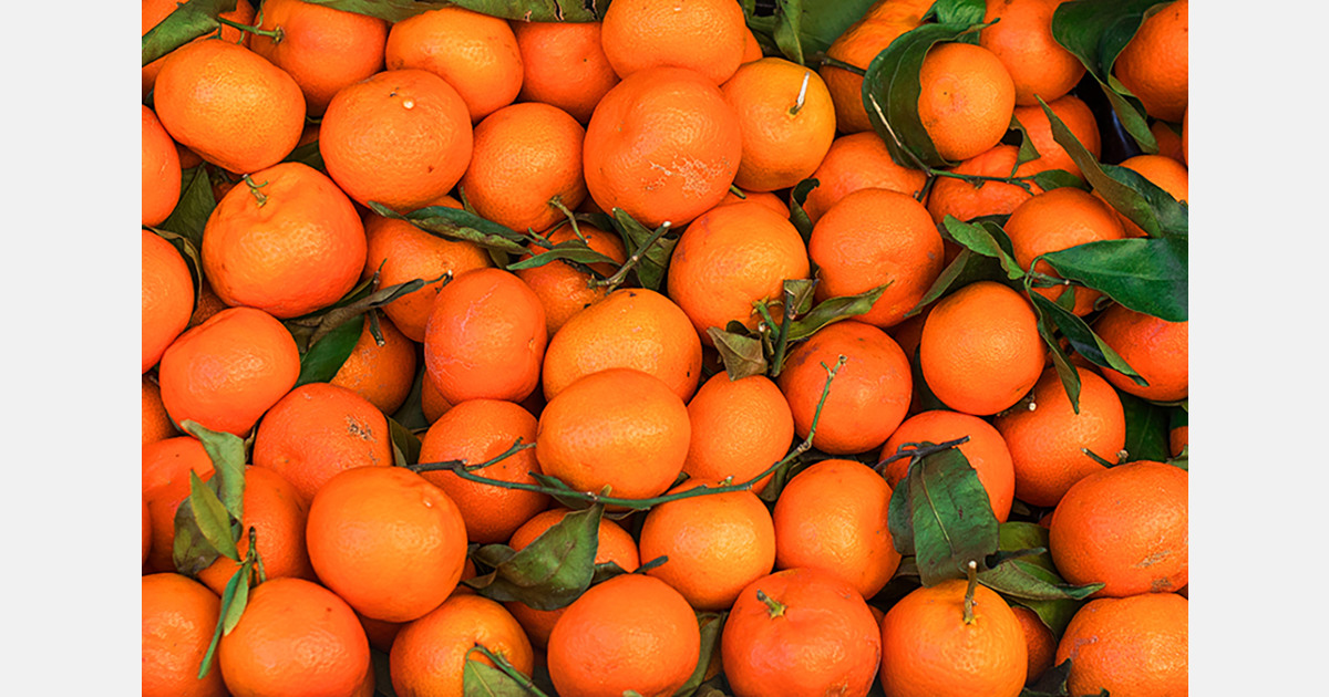 Study shows that red and blue LED light stimulates the coloration of ...