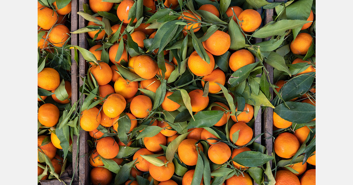 Ecuador exports its first Tango mandarin to the United States