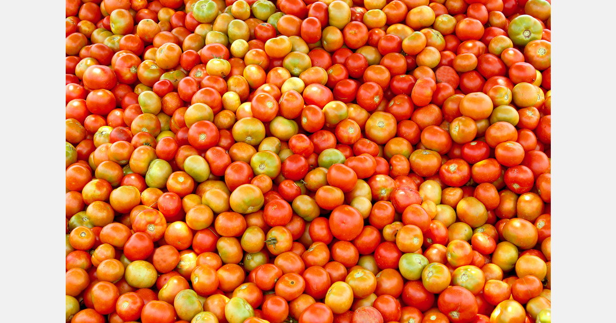 Alabama tomato growers see boost after Mexico tariffs