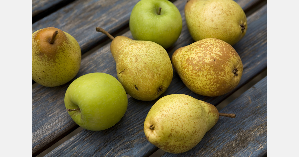 Prevar and OSF announce research partnership to focus on apple and pear breeding