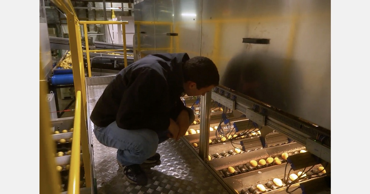 "Maximize your harvest value with AI potato and onion grading"