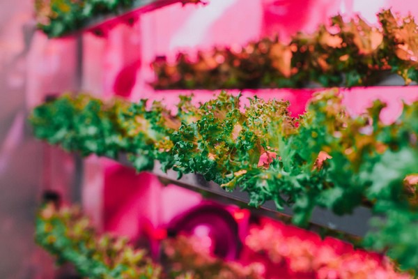 Bringing food production closer to home