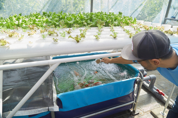 Japan: ‘Aquaponic farming is picking up domestically’
