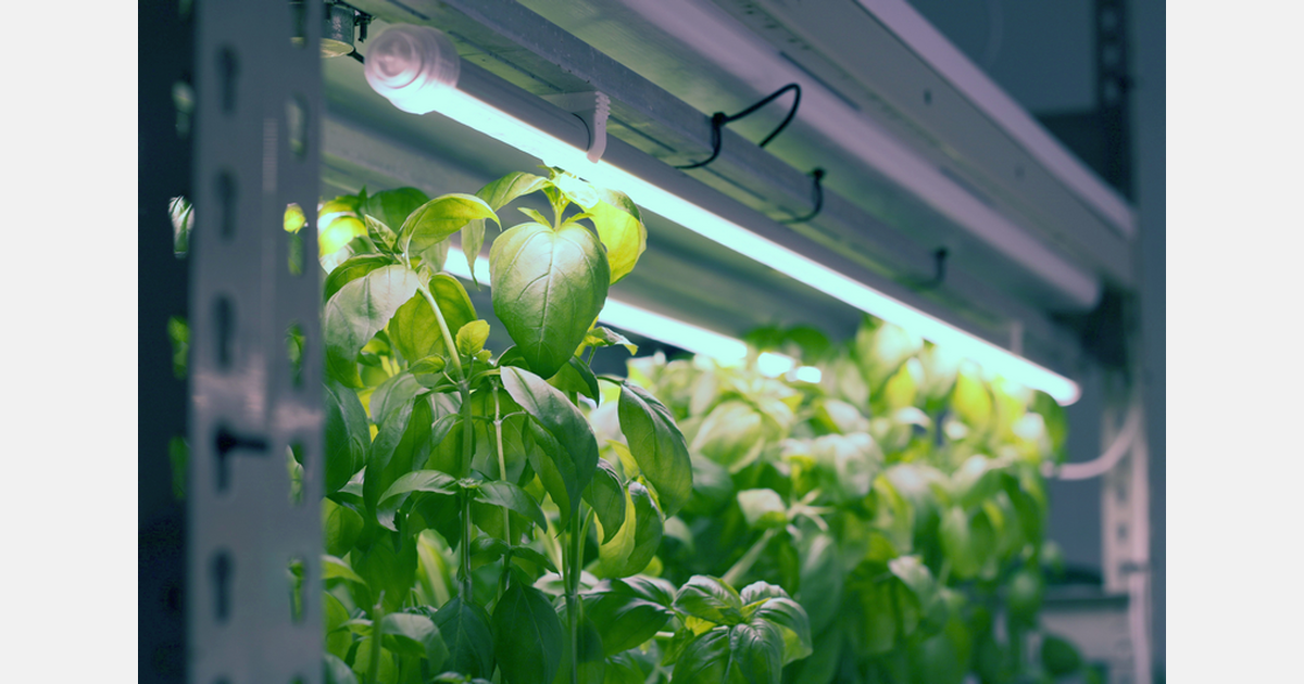 Plant-based waste streams beneficial for basil production indoors