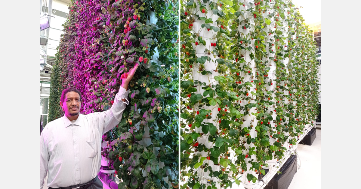 Hybrid farm harvests 500kg strawberries daily, triple that in 2024