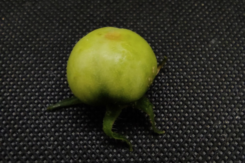 “What if we can’t rely on photosynthesis anymore?”