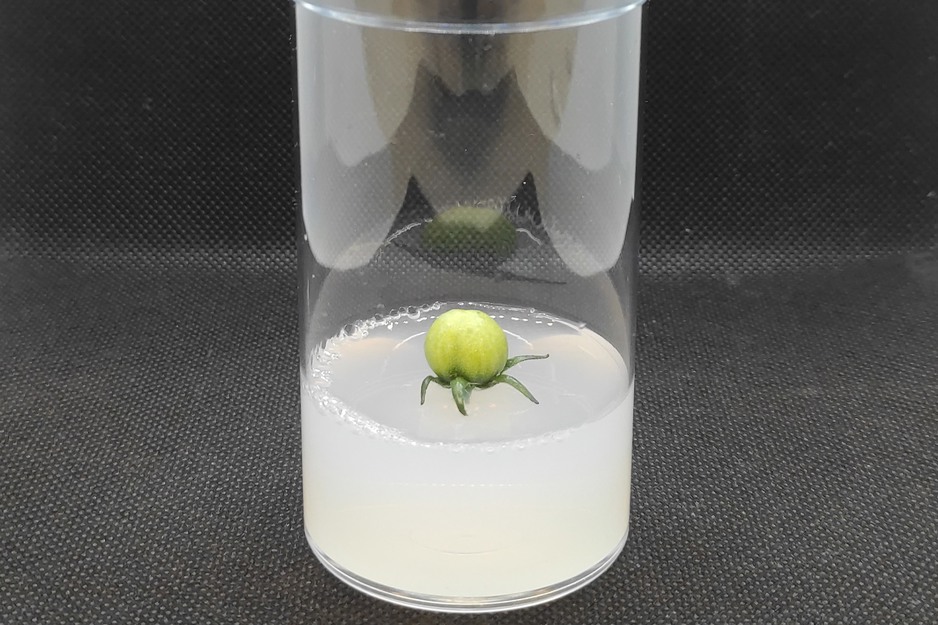 “It’s about understanding what makes a fruit possible"