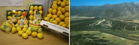 Middle East and US markets increase for South African citrus