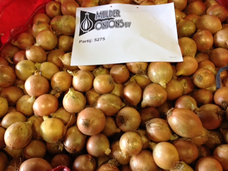 "Smooth sales for New Zealand onions"