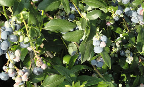 Elliot produces 500 tonnes of blueberries per year