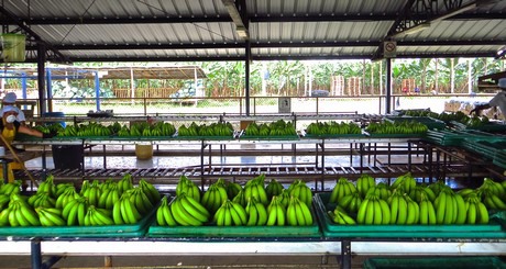 Bonita wants to recapture place in Western European banana market
