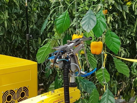 Harvesting robot picks first bell peppers