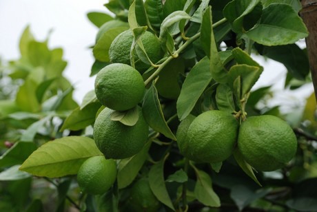 Taiwanese limes competitive on Chinese wholesale market