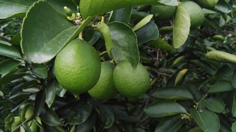 Taiwanese limes competitive on Chinese wholesale market