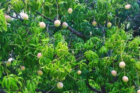 Strong Chinese demand for Manbulloo mangoes