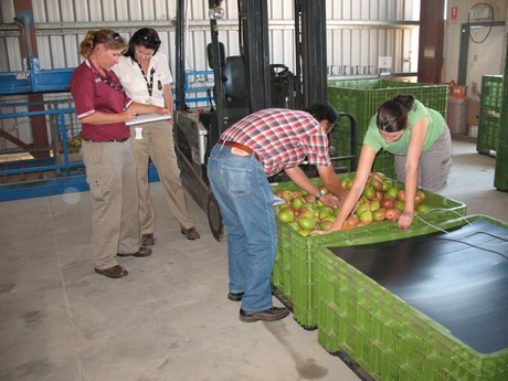 Strong Chinese demand for Manbulloo mangoes