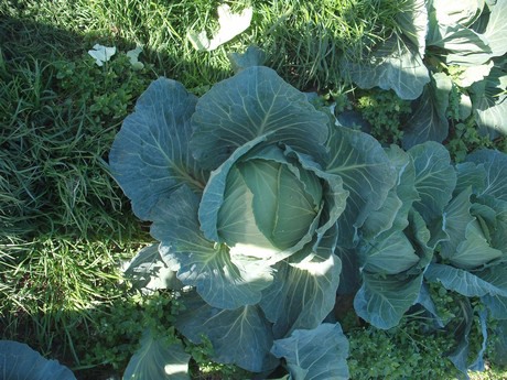 Germany: “Jaroma cabbage is the cabbage variety of the future”
