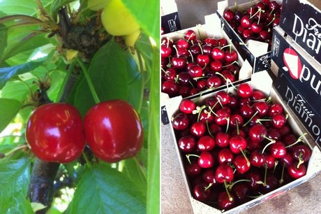 "Spain: "Asia is the most interesting market for European cherries"