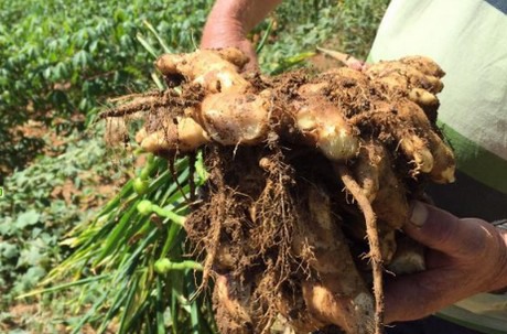 Brazil: Ginger prices and volumes expected to be good