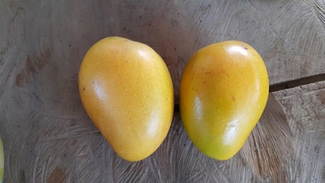 Panama: Lady Victoria mangoes bound for Europe