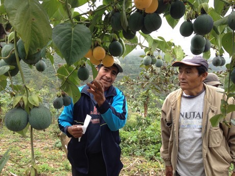 "Europe really appreciates Peruvian mangoes"