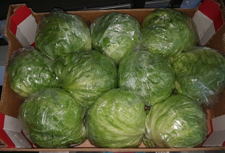 Spain: Iceberg lettuce prices below production costs