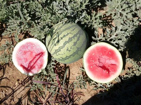 Spain: Seville-grown watermelon, very popular in Portugal