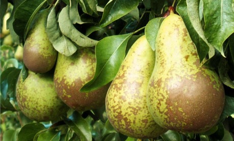 "Spain: "We are satisfied with the Conference pear campaign"