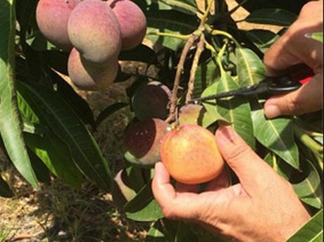 Spain: A new concept for small mangoes