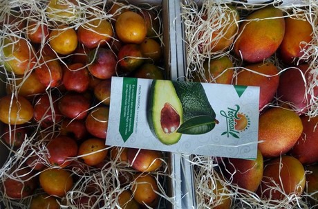 Spain: End of Bonbon mango campaign with more demand than supply