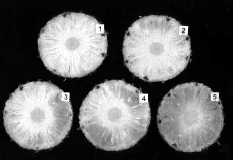 Pineapple translucency can be assessed by X-rays