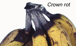 Essential oil treatment to control crown rot disease in bananas