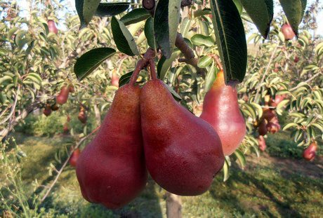 "There is a future in fruit cultivation - the case of Falstaff red pears"