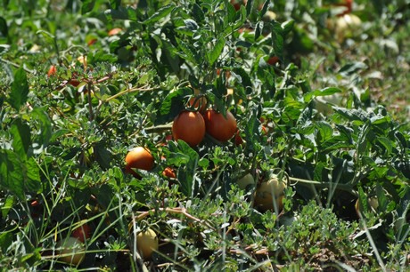 Organic processed tomatoes increasingly popular
