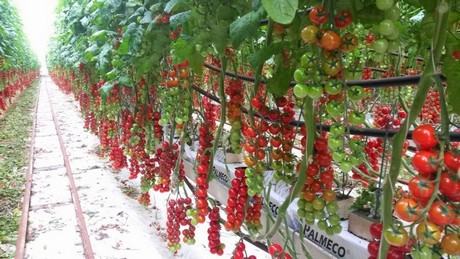 Italy: Agri Import's experience in soil-less cultivation