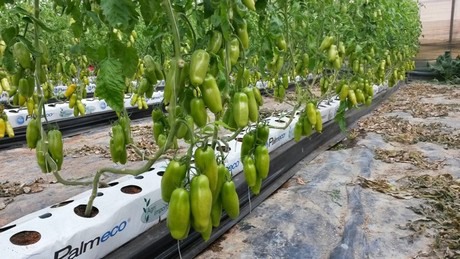 Italy: Agri Import's experience in soil-less cultivation