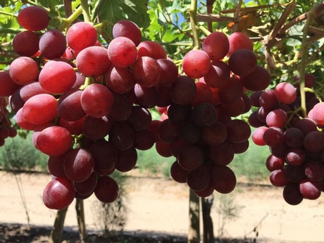 ARRA seedless grapes increasingly popular