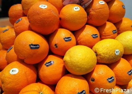 Italy: Arancia di Ribera DOP needs to extend cultivated areas