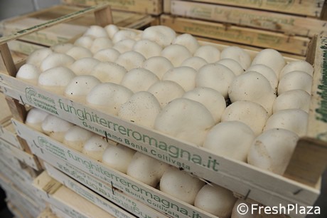 Mushroom quality depends on cold chain